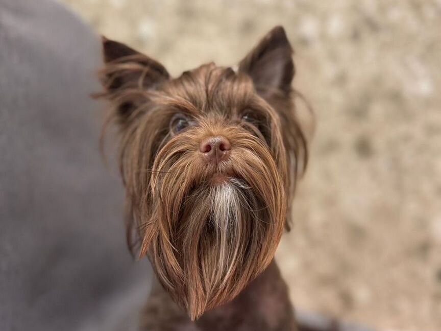 Йорк шоколад