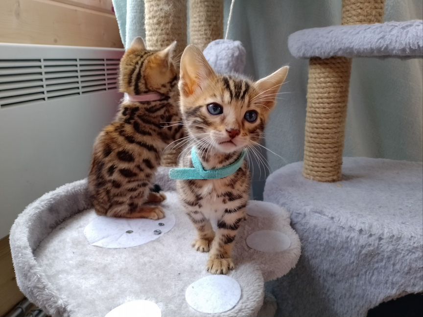 Бенгальские котята