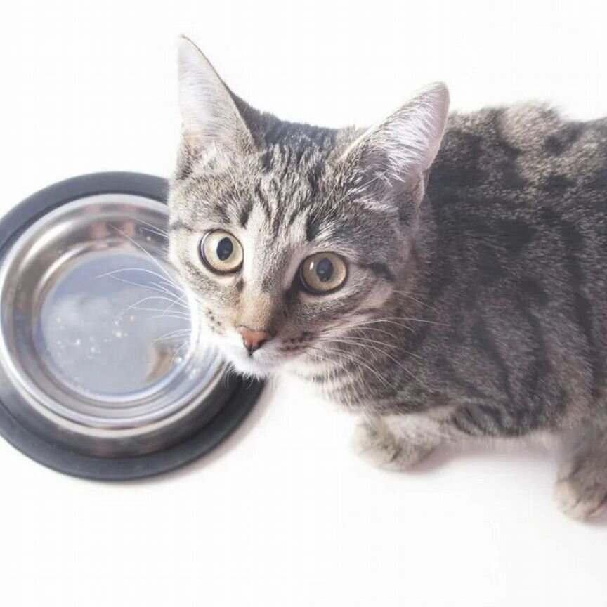 Корм в приют, передержка