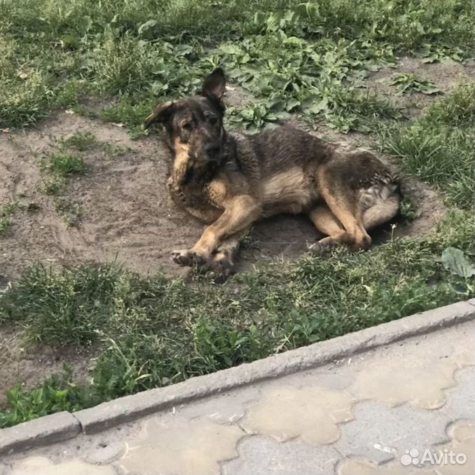 Очень хочу домой. И надежного хозяина