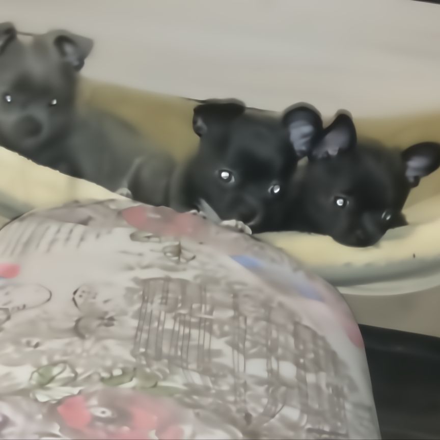 Чихуахуа, щенок