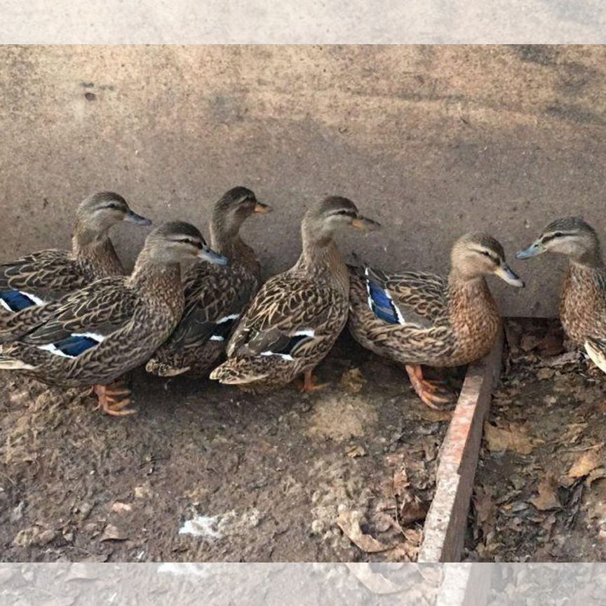 Подсадные утки для охоты