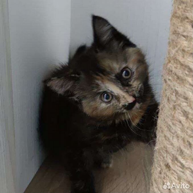 Очень маленький и ласковый котёнок ищет дом