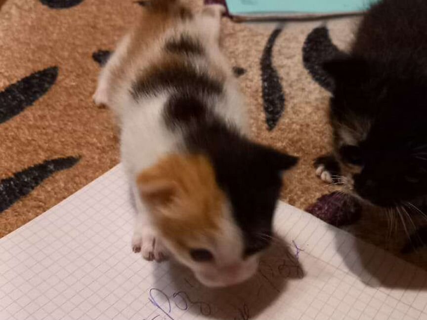 Кошки в добрые руки