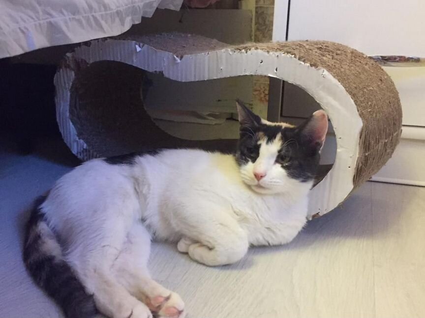 Кошка - подросток Люси