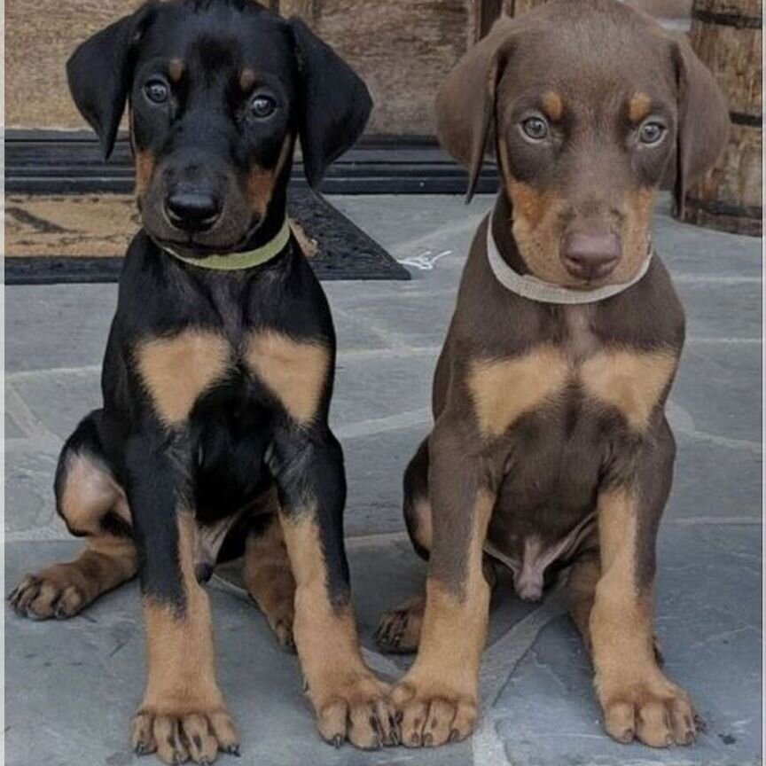 Доберман, щенок