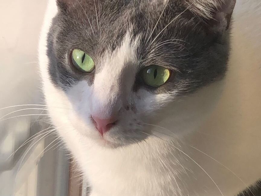 Серенькая и тихонькая