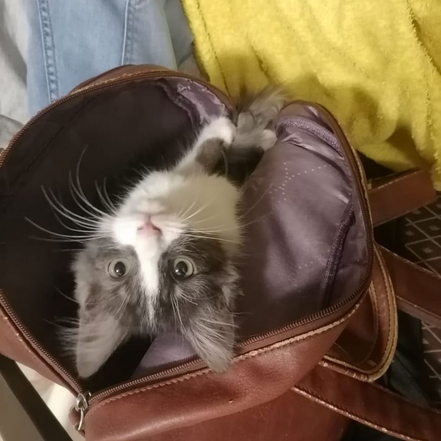 Котенок девочка в добрые руки