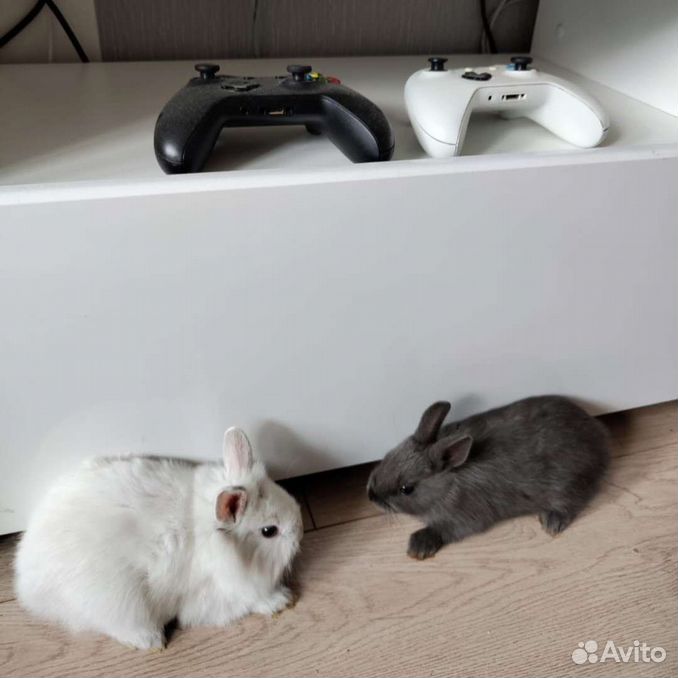 Белоснежный декоративный кролик малыш