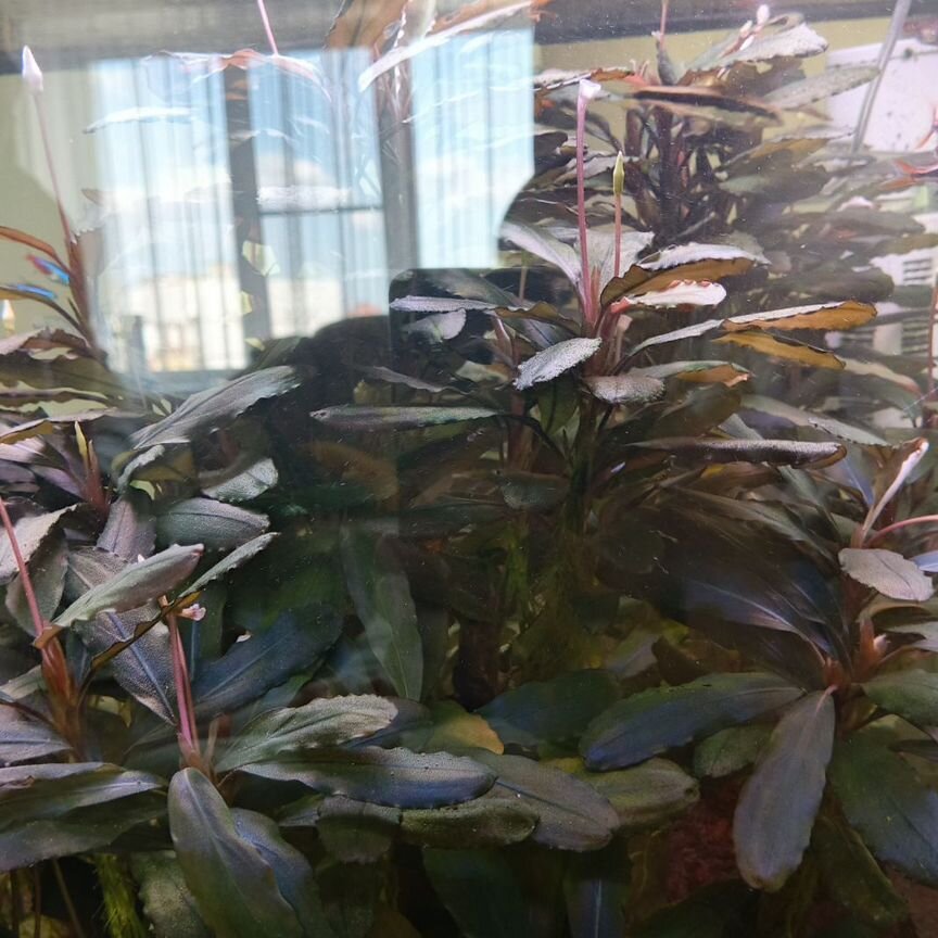 Аквариумные растения