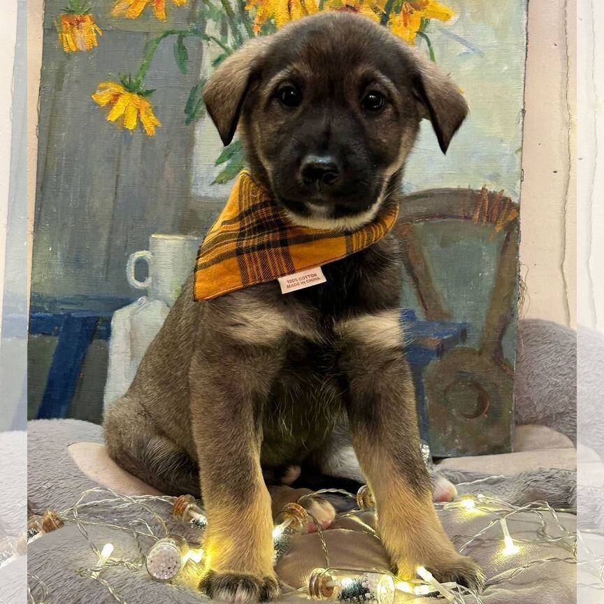 Щенок в добрые руки