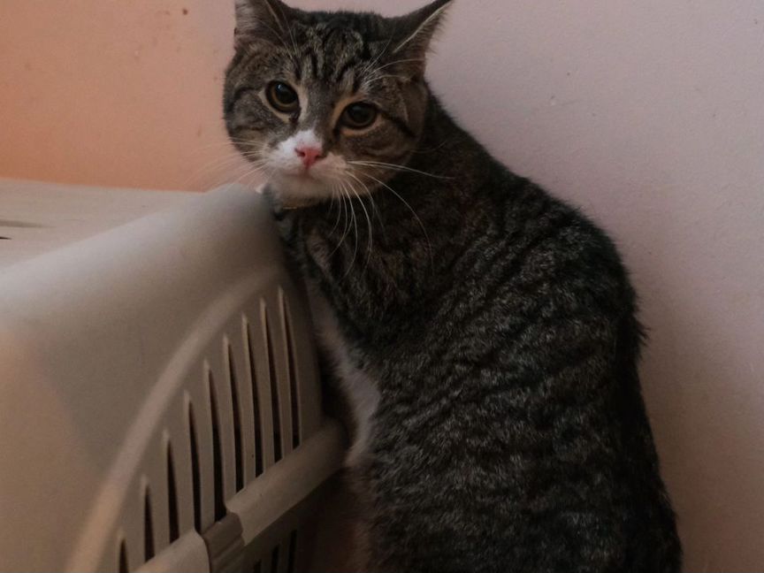 Отдаем кота в добрые руки