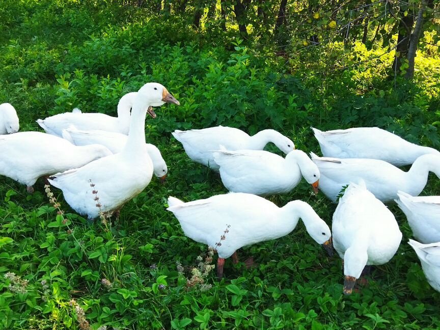 Продам гусей, можно живьём, можно тушкой