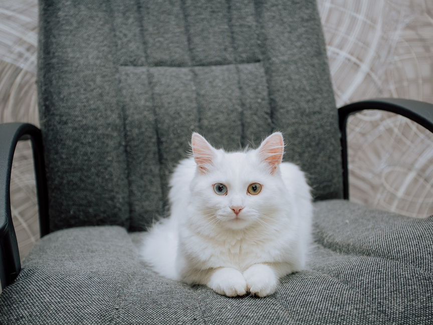 Отдаем кота и кошку в добрые руки