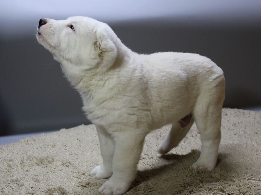 Среднеазиатская овчарка алабай