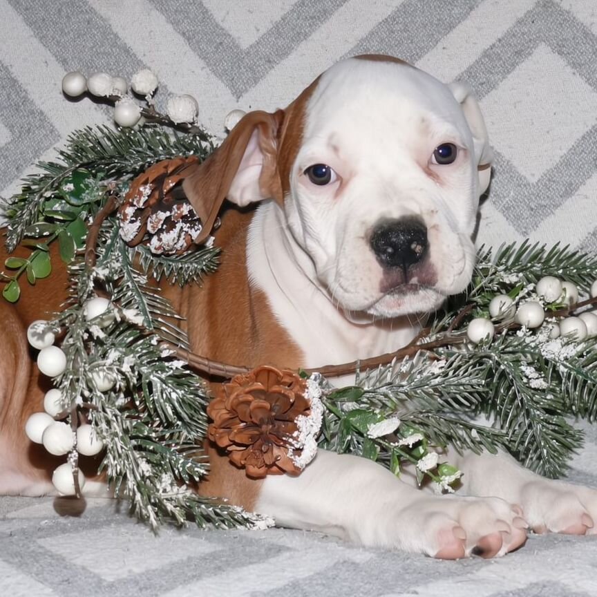 Американский стаффордширский терьер, щенок