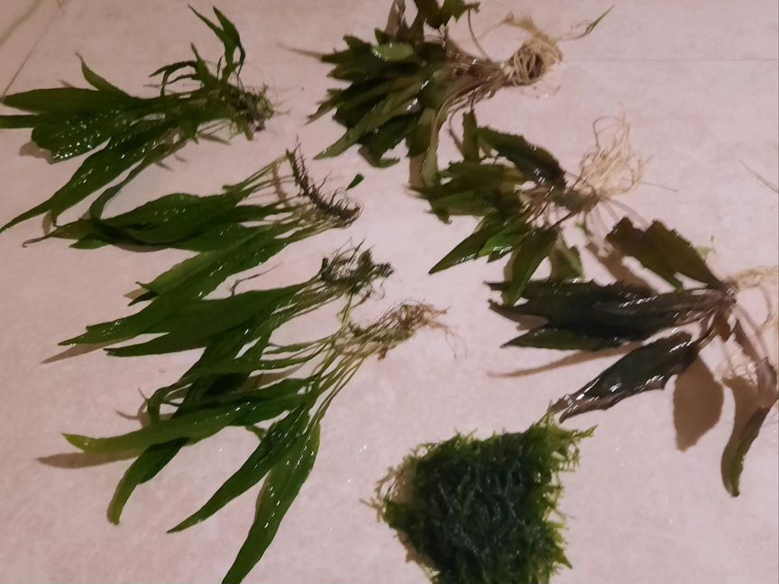 Аквариумные растения