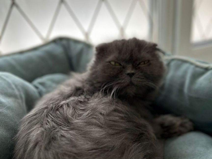 Шотландская вислоухая кошка в добрые руки