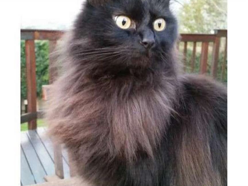 Кошка Кэтти 1год черная шантильи тиффани домашняя