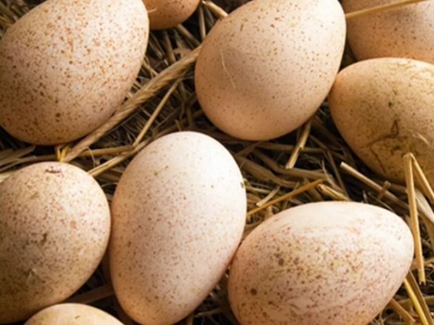 Яйца индюшки инкубационное