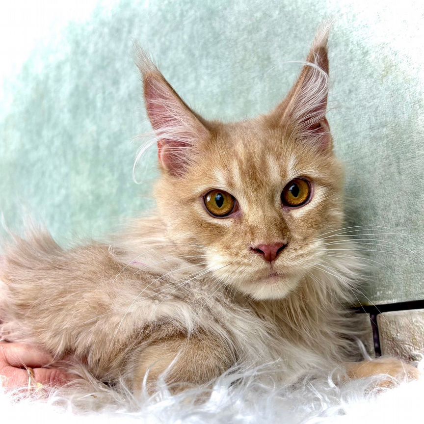 Котенок Мейн-кун