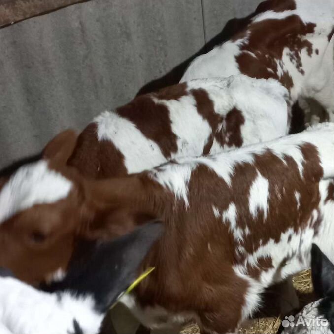 Бычки и телята от 2 месяцев