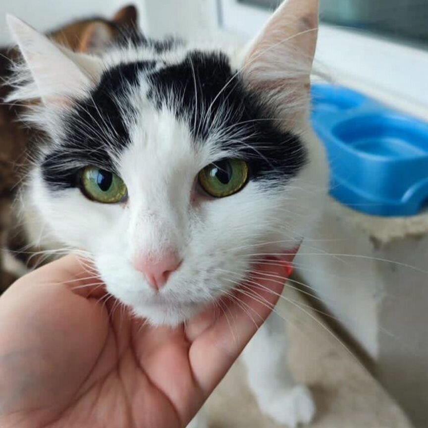 Очаровательная Ромашка ищет дом