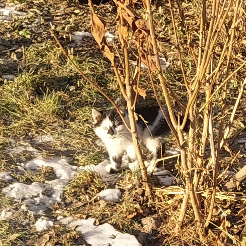 Отдам в добрые руки котёнка