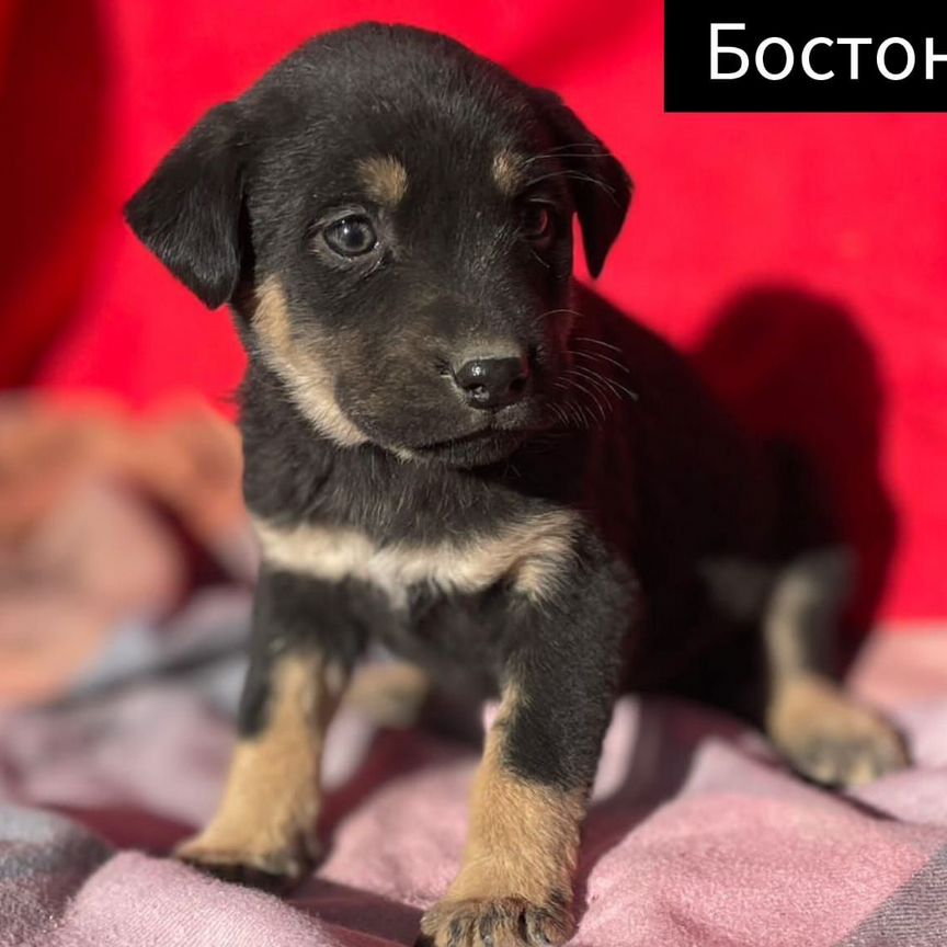 Красавчик Бостон ищет семью