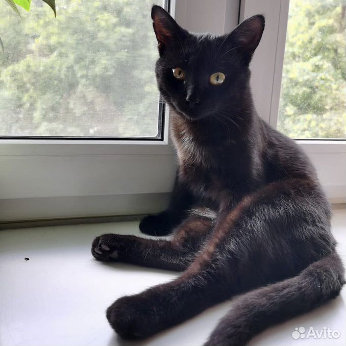 Котик с разными глазами