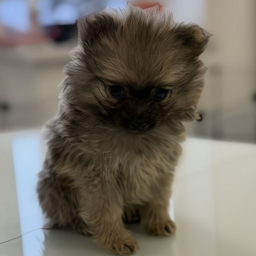 Померанский шпиц, щенок