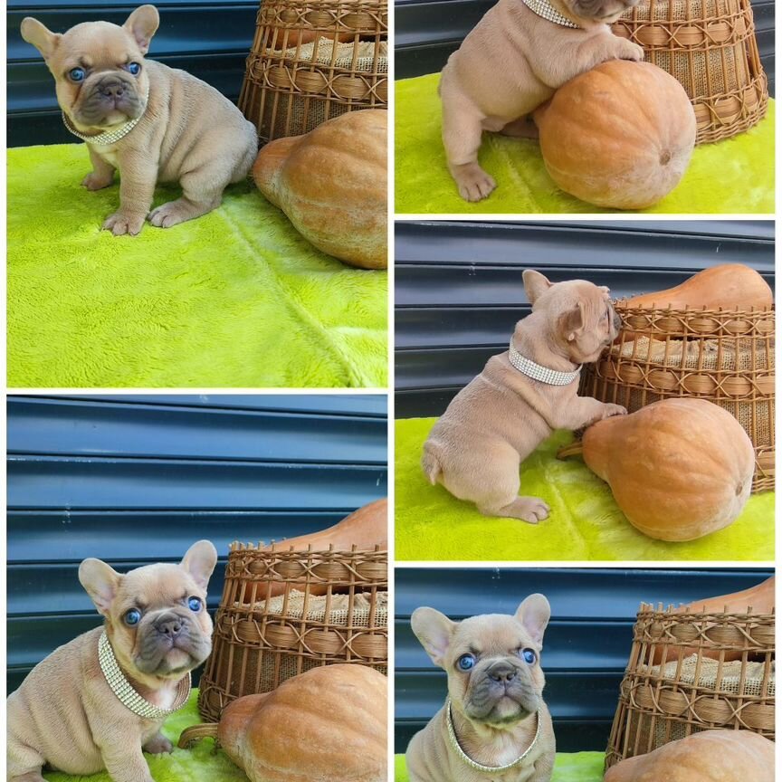 Щенки французского бульдога