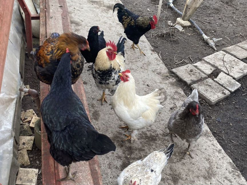 Молодые петухи 7-8 мес