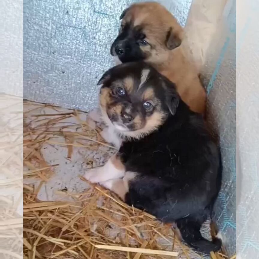 Взрослая собака в добрые руки