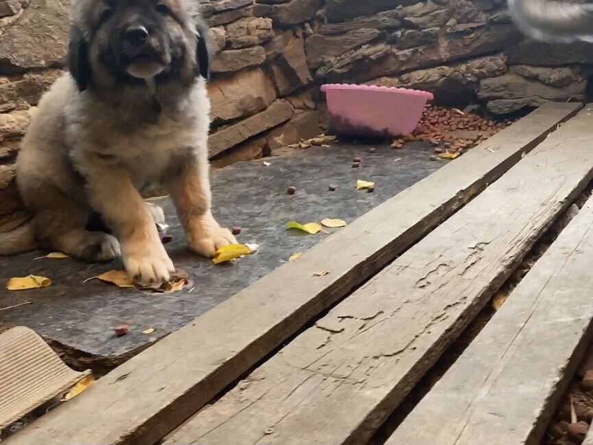 Мальчик Кавказец