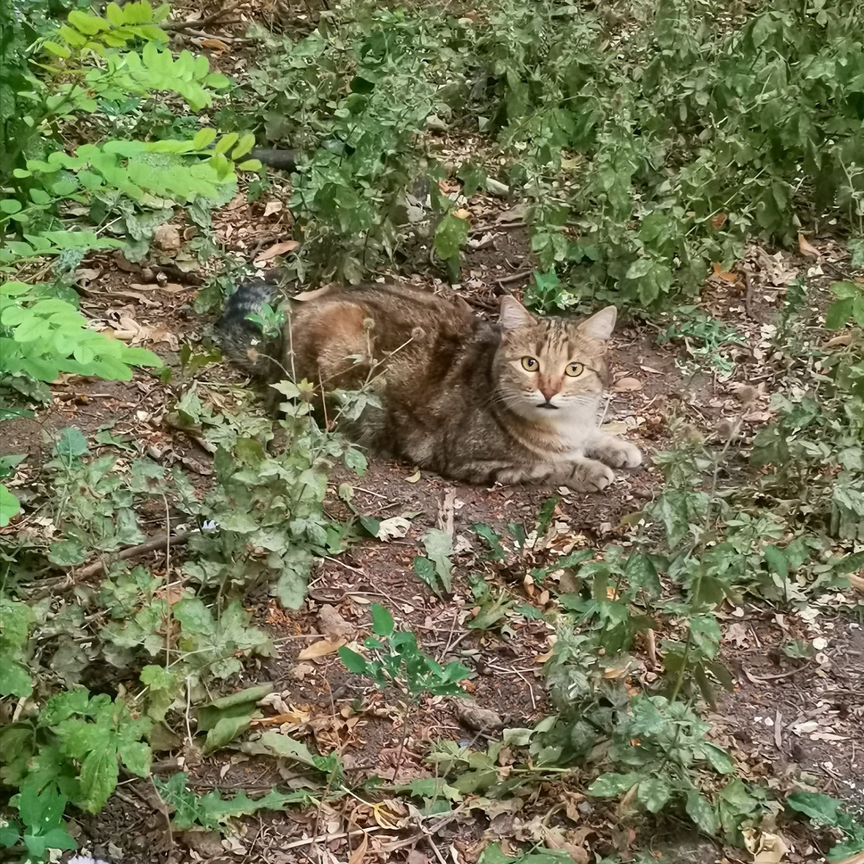 Домашняя кошка осталась без дома