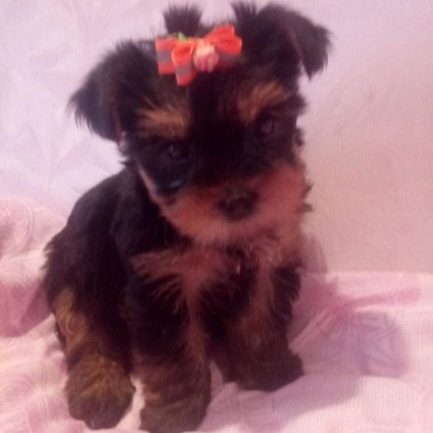 Йоркширский терьер, щенок