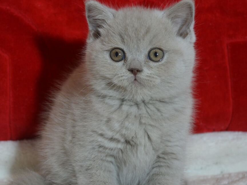 Лиловая британка