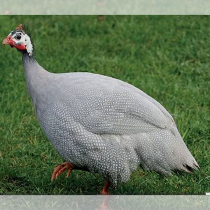 Цесарки птица