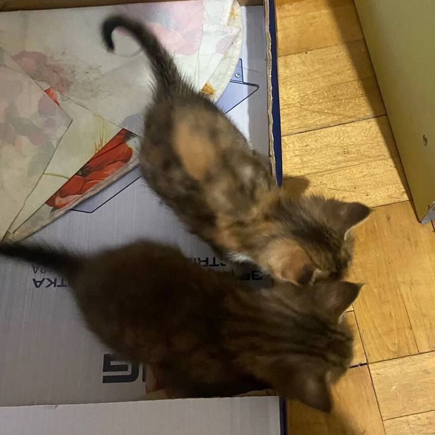Котики бесплатно в добрые руки
