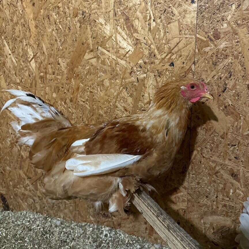 Курочки и Петушки породы Брама