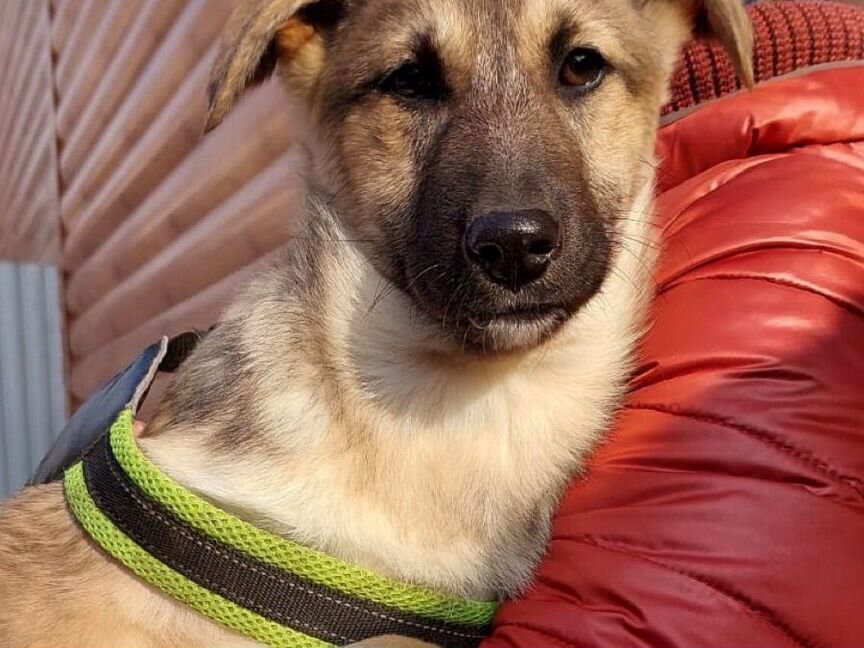 Девочка Плюша ищет дом