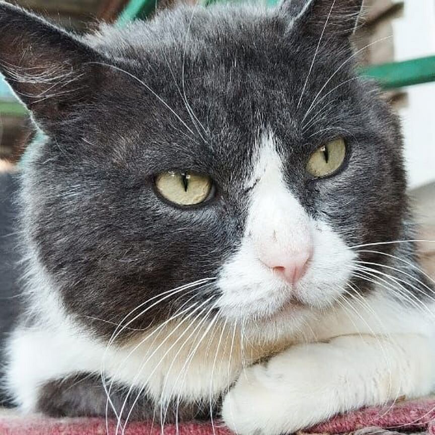 Кот Боня - 5 лет