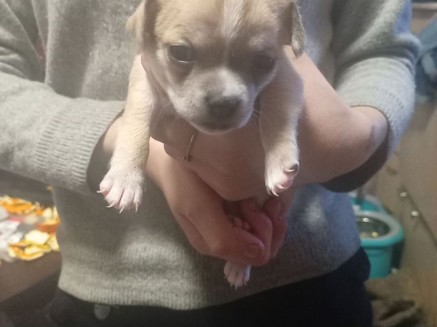 Щенки чихуахуа+той терьер