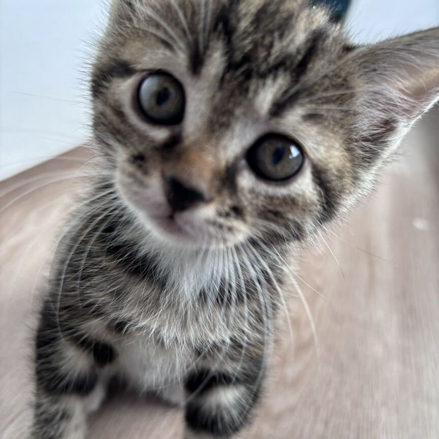 Курильский бобтейл