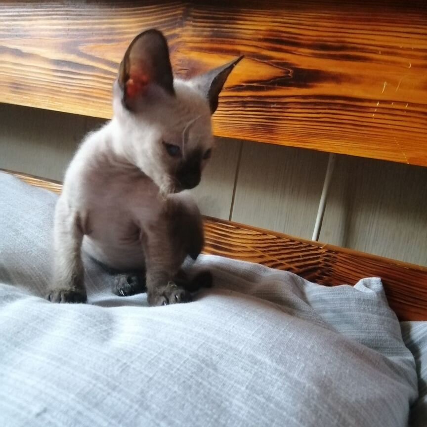 Канадский сфинкс котенок