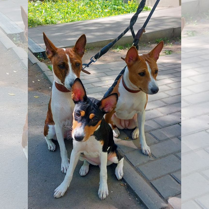 Басенджи, щенок