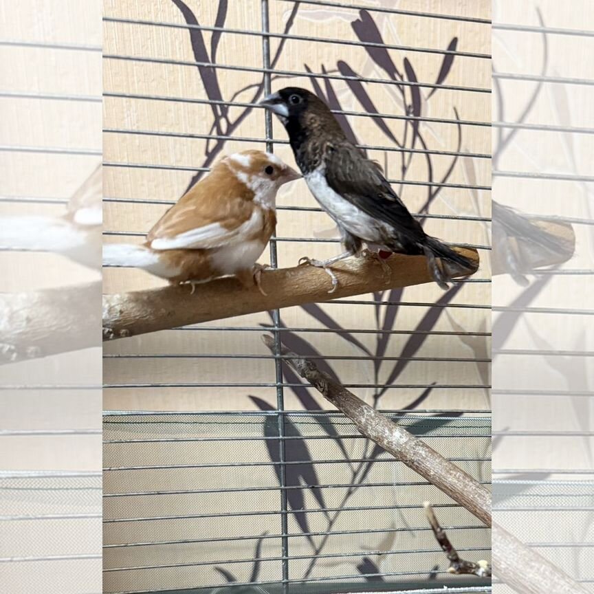 Японские амадины