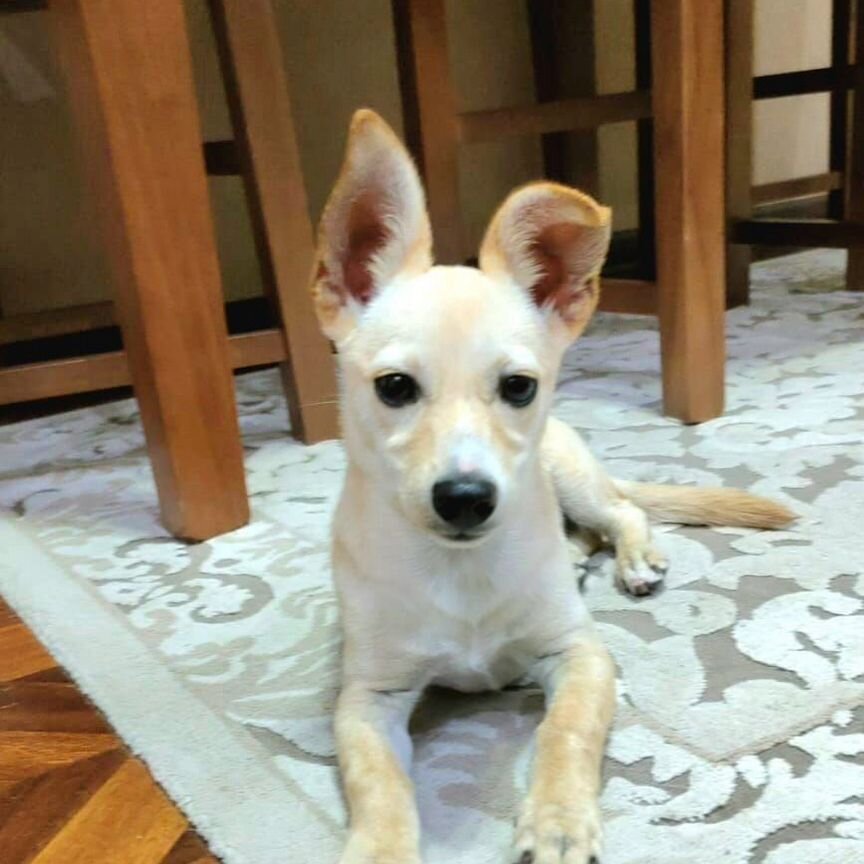 Милейшая малышка для Вас