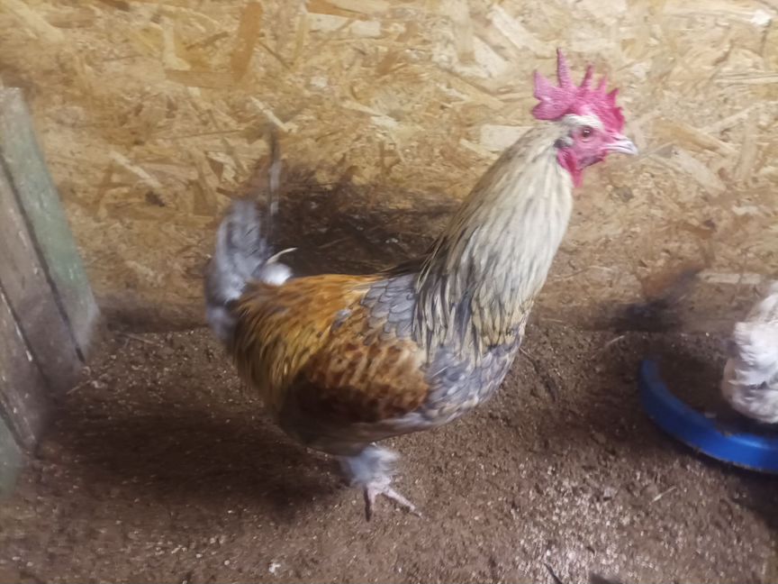 Молодые петухи